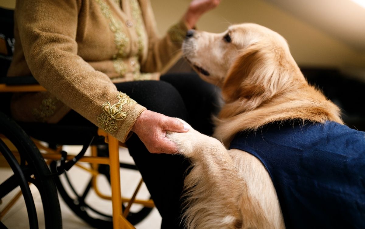 Pet Laser Therapy In Los Gatos, CA | The Whole Pet Vet Hospital And ...